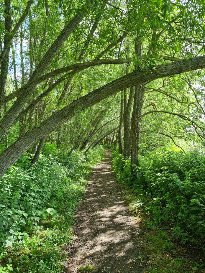 Trail talk: The Thames Path- Tadpole Bridge to Bablock Hythe – Three ...